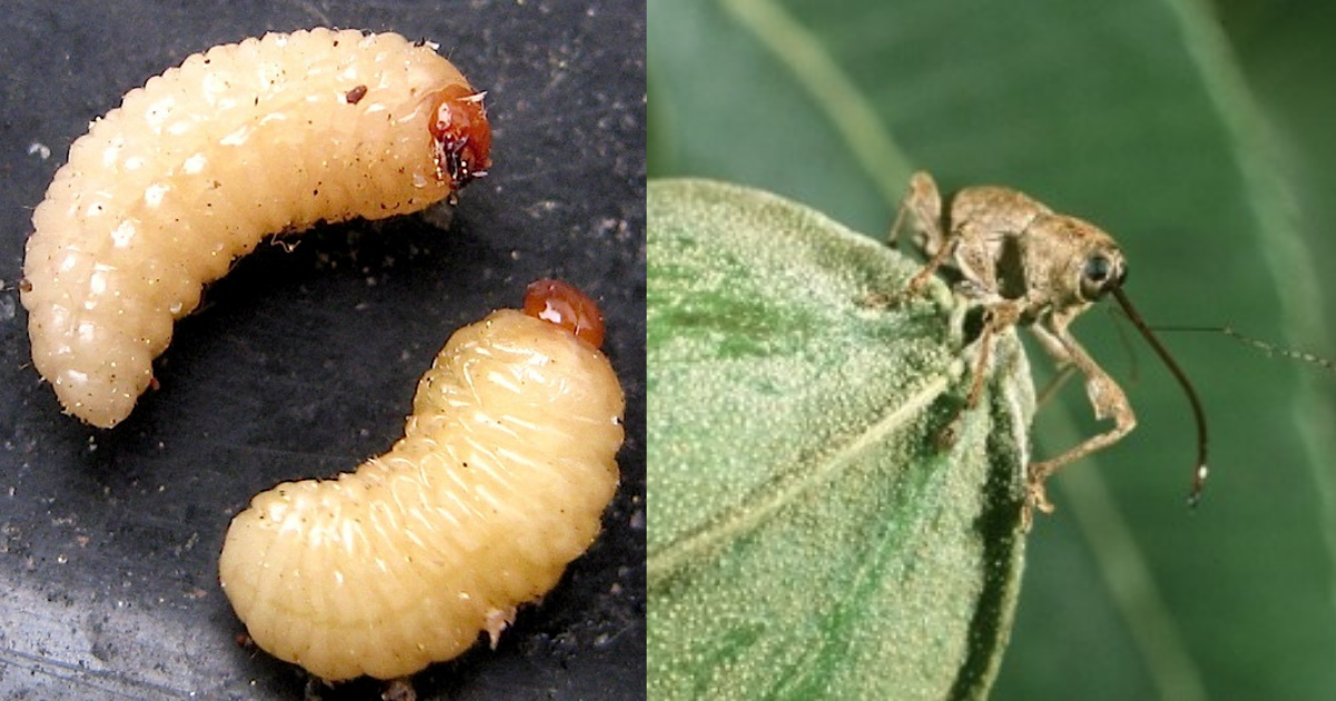 Pecan Weevils - Chestnut Weevils/ Mọt hồ đào - mọt hạt dẻ - CATTiS