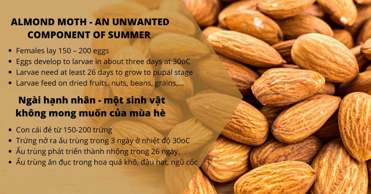 Almond Moth - An Unwanted Component in Summer/ Ngài Hạnh Nhân - Một ...
